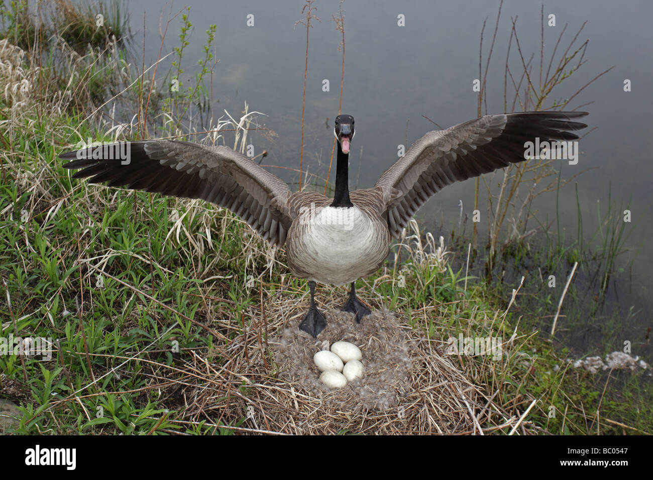 Canada goose canadensis mother protecting hi-res stock photography and ...