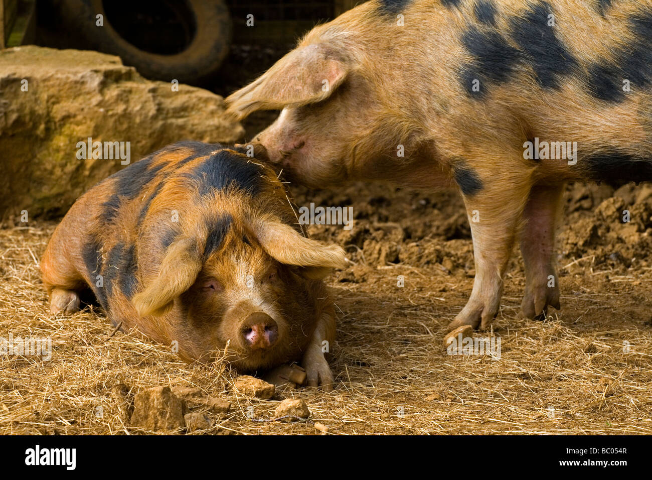 Oxford pig sandy and black hi-res stock photography and images - Alamy