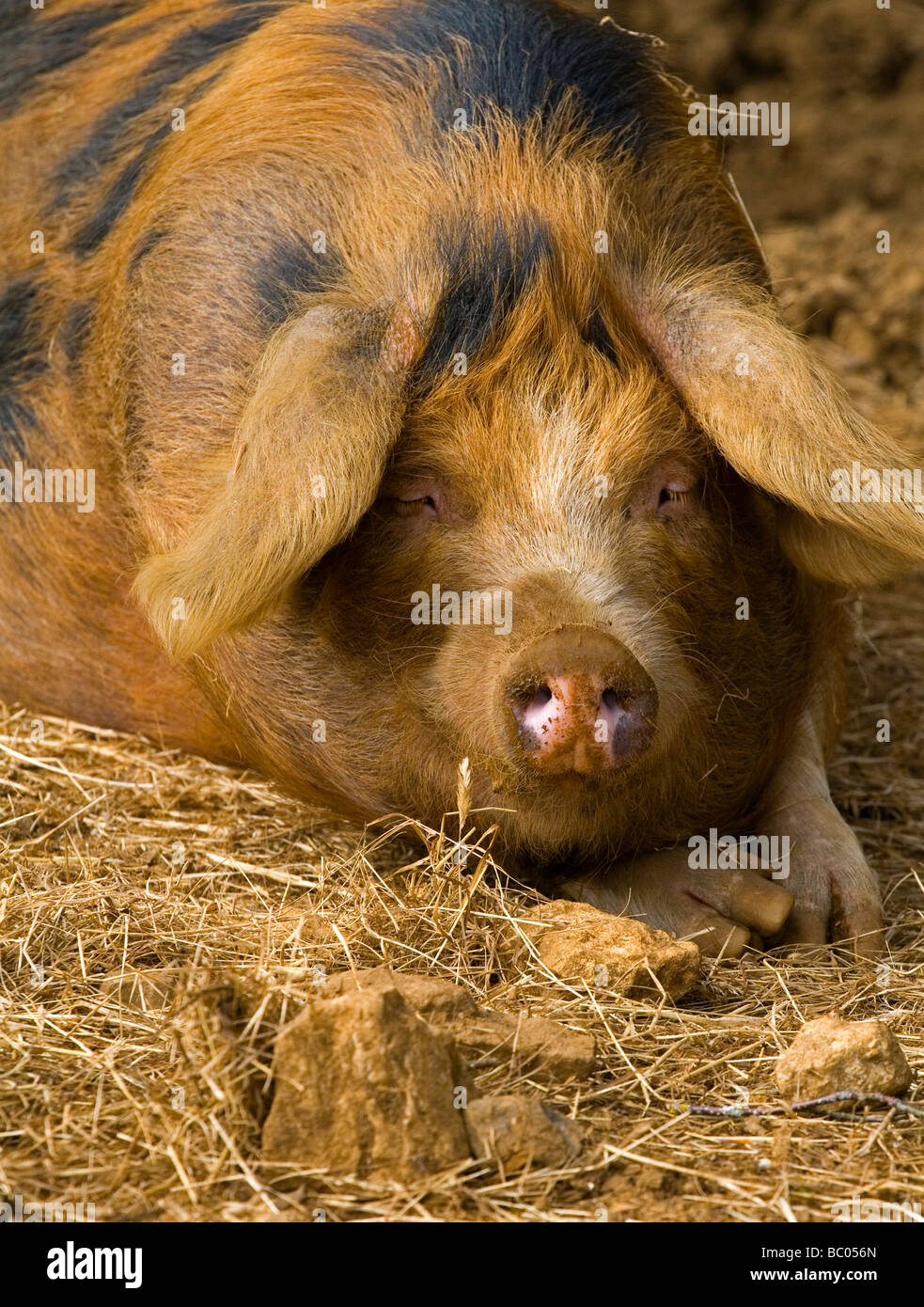 Rare pig breeds hi-res stock photography and images - Alamy