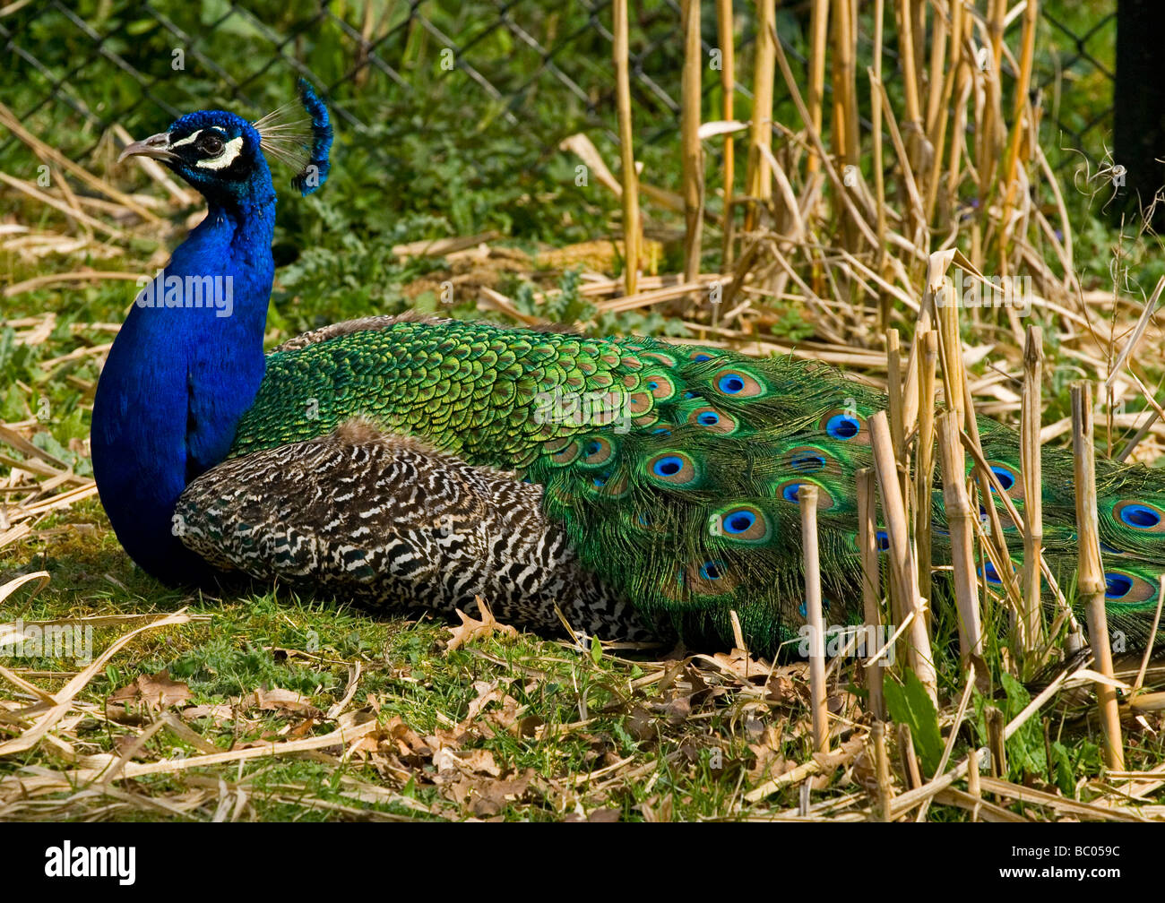 Indian National Bird Hd
