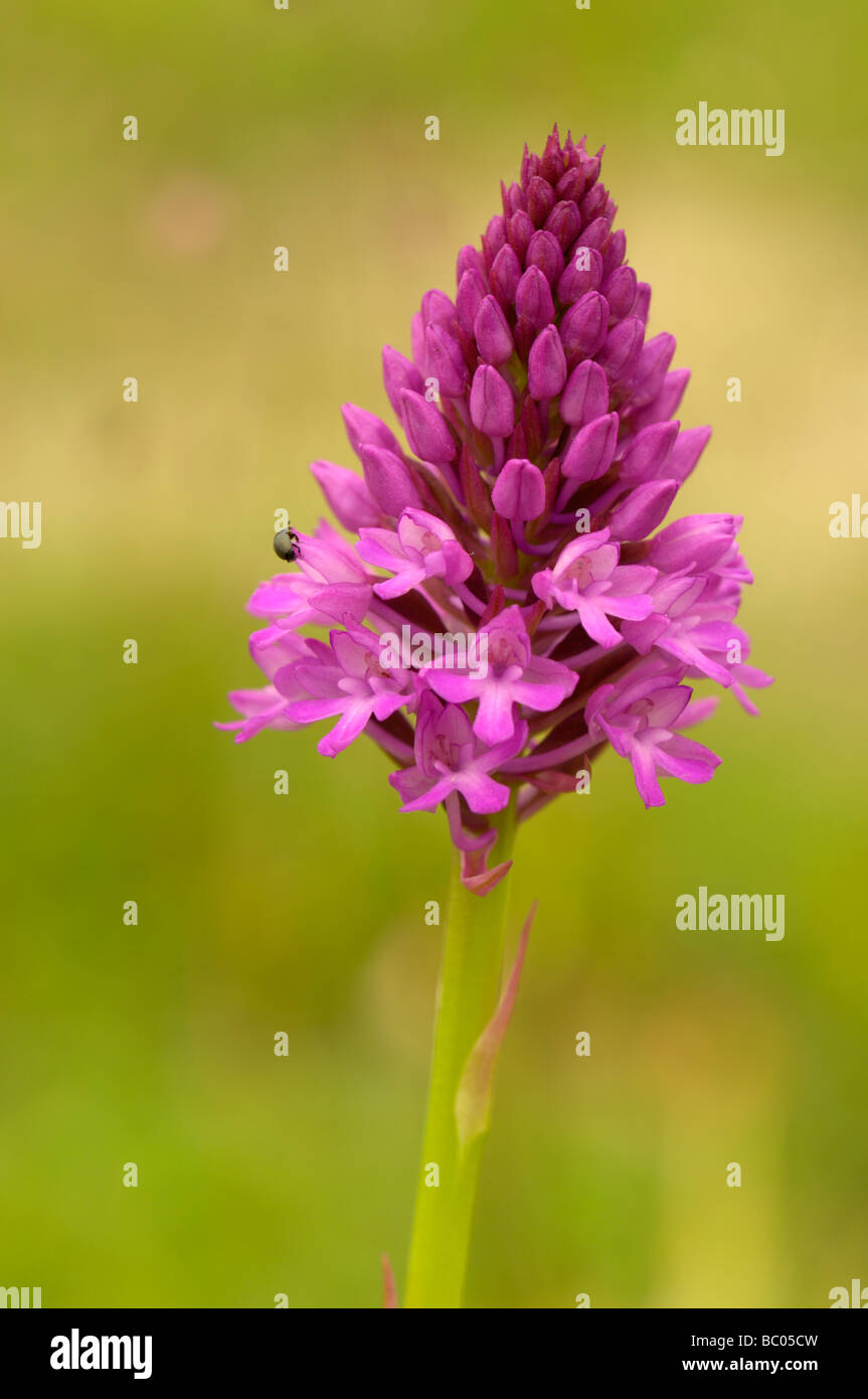 Pyramid orchids hi-res stock photography and images - Alamy