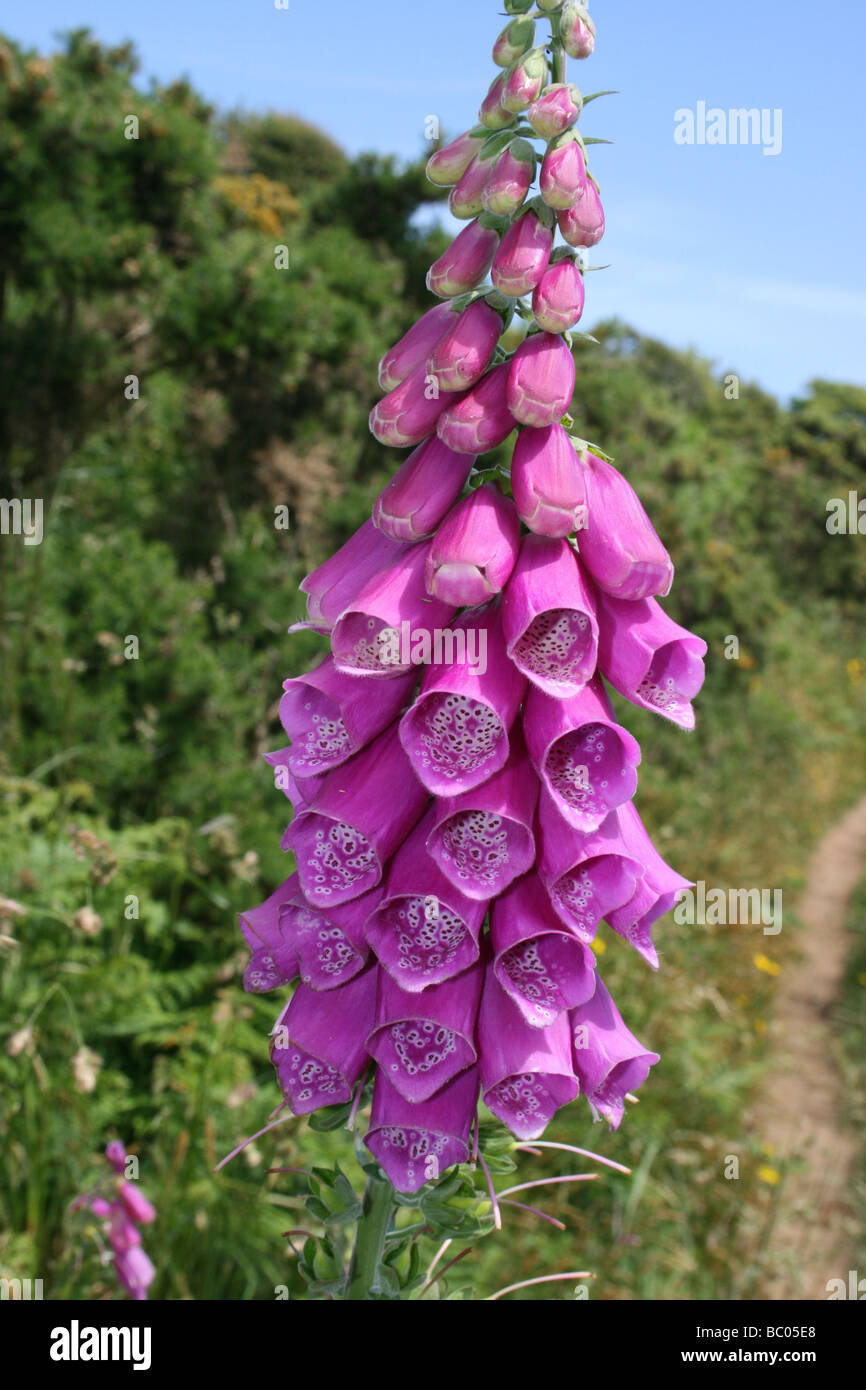 Foxglove hi-res stock photography and images - Alamy