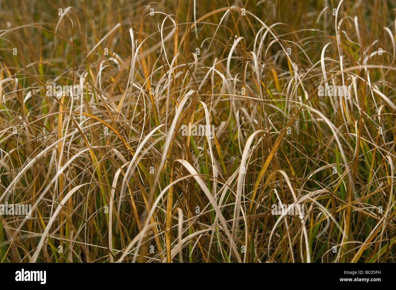 Moor molinia caerulea hi-res stock photography and images - Alamy