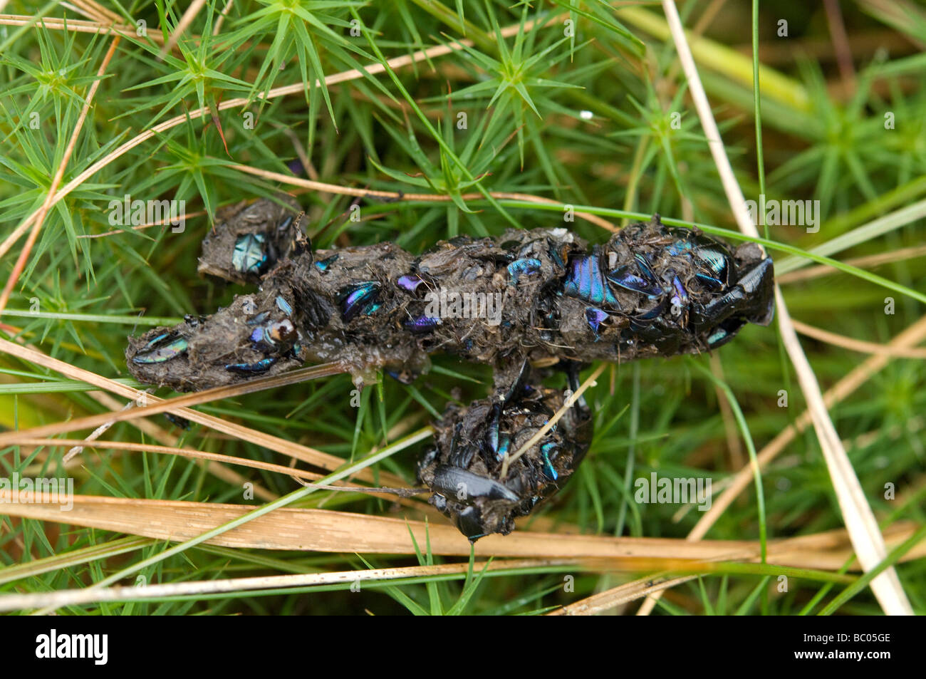 Fox scat, dung Stock Photo, Royalty Free Image: 24590622 - Alamy