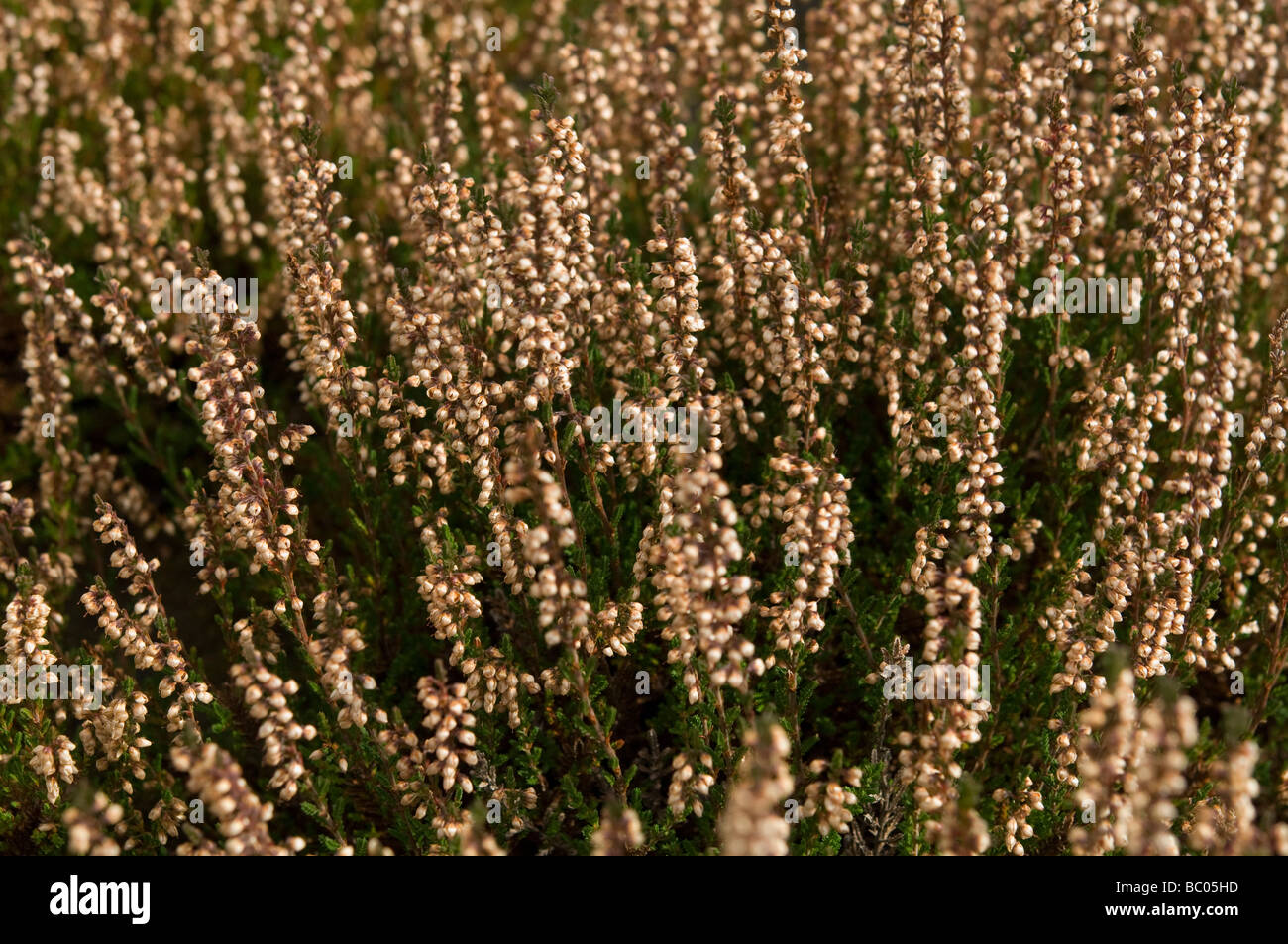 Ling Calluna vulgaris heather Deer Park Marloes Pembrokeshire Wales UK ...