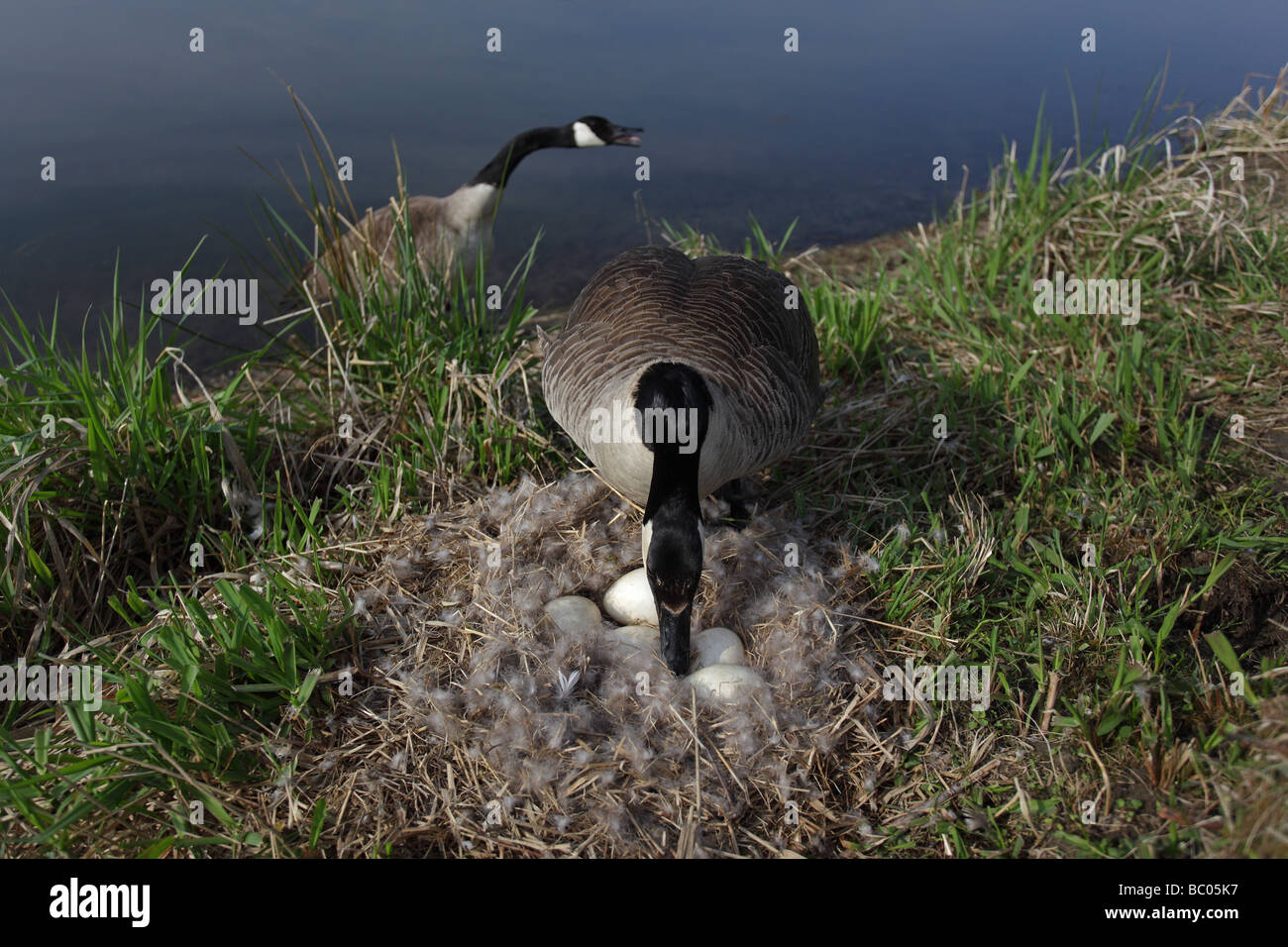 Canada Goose (Branta canadensis) Mother protecting eggs on nest - New ...