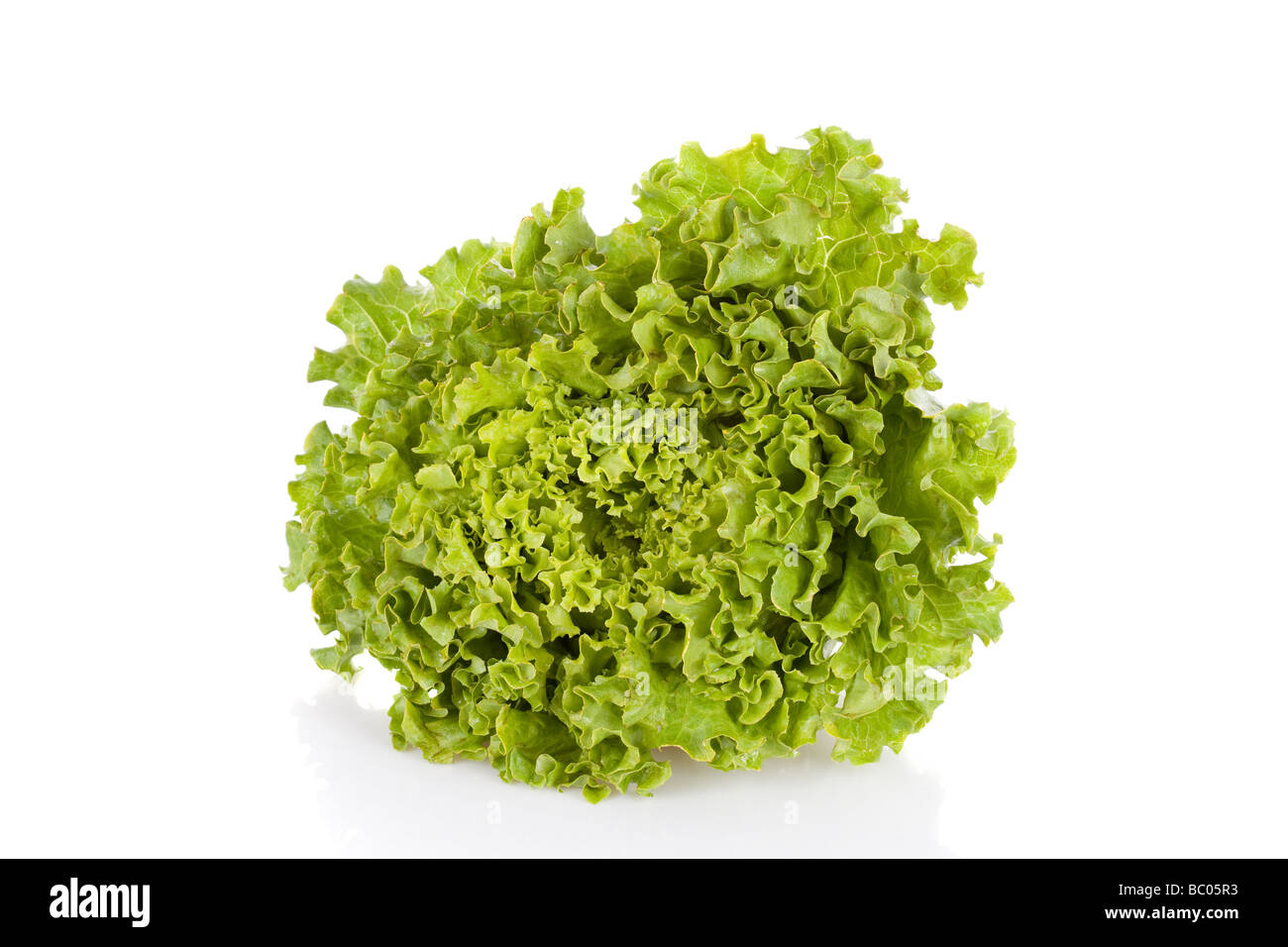 Ripe lettuce isolated in a white background Stock Photo - Alamy
