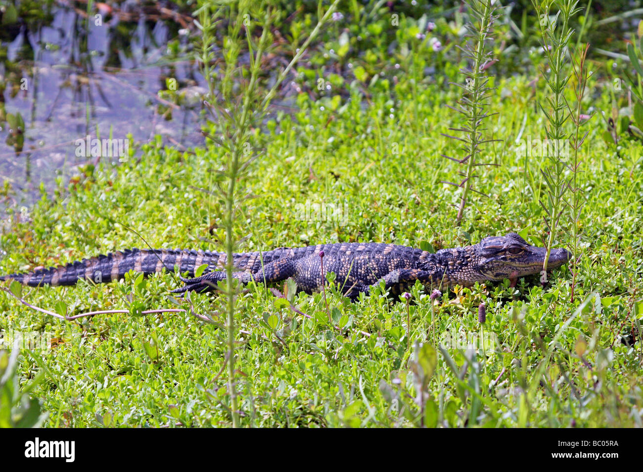 American Alligator baby Stock Photo - Alamy