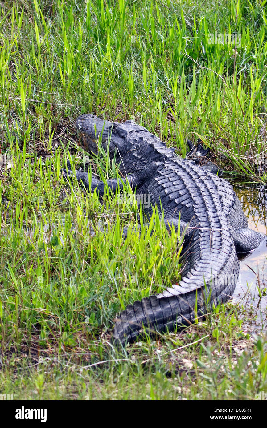 American Alligator in the Everglades Florida Stock Photo - Alamy