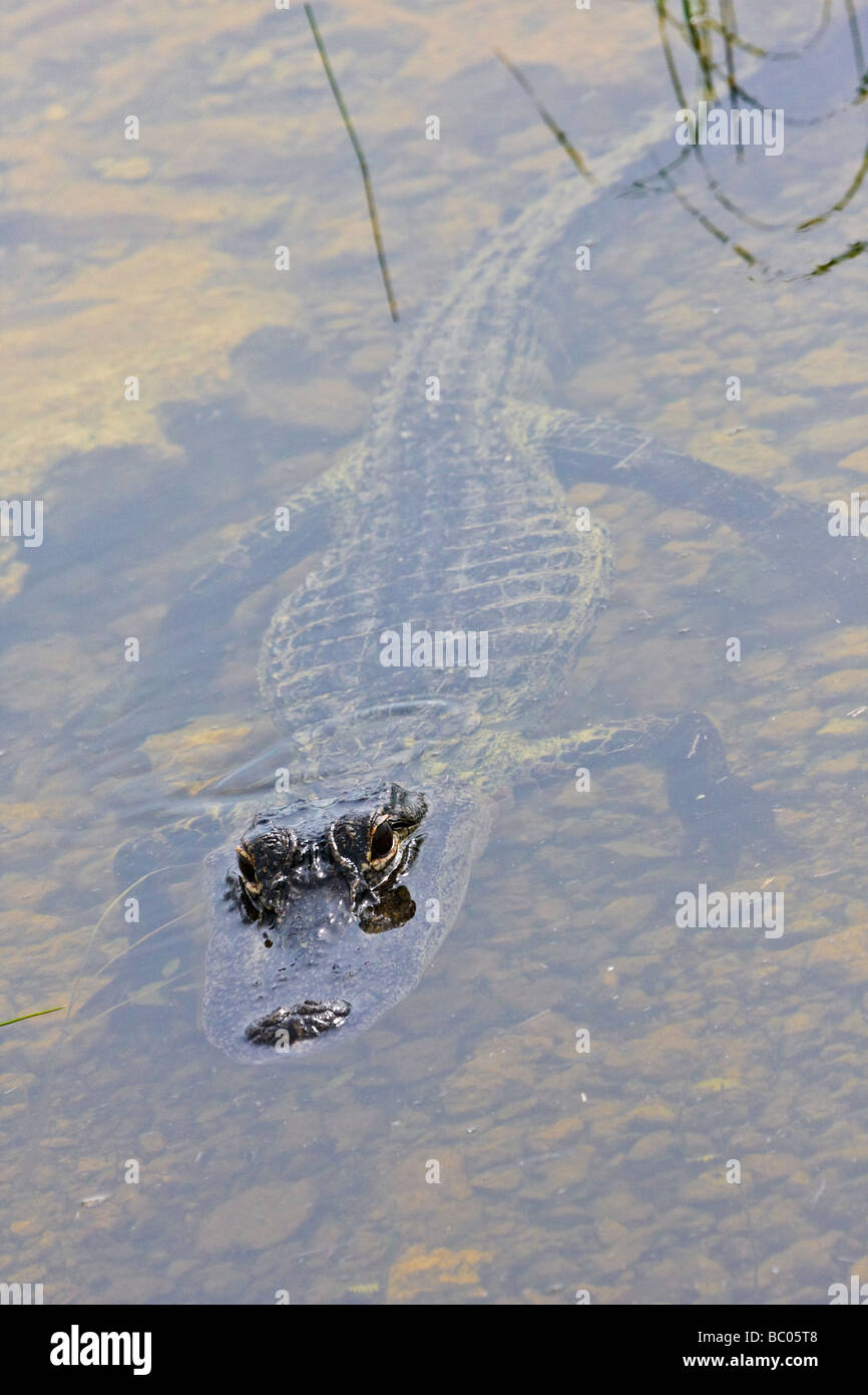 Submerged alligators hi-res stock photography and images - Alamy