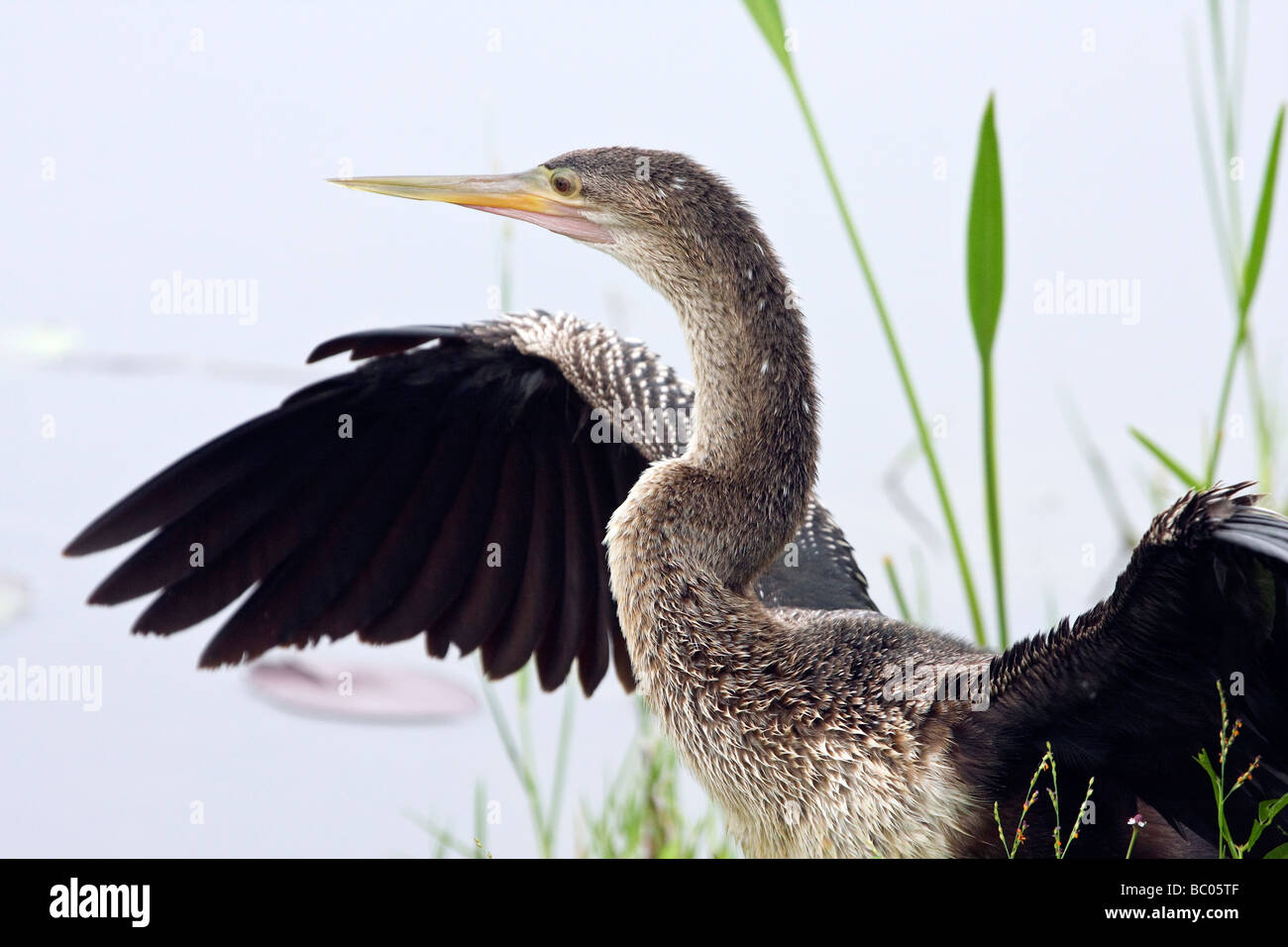 Female anhinga florida hi-res stock photography and images - Alamy