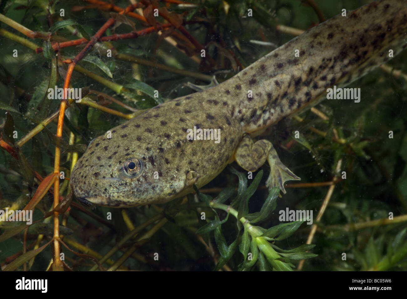 Green Frog Tadpole Rana clamitans Intermediate stage tadpole with back ...
