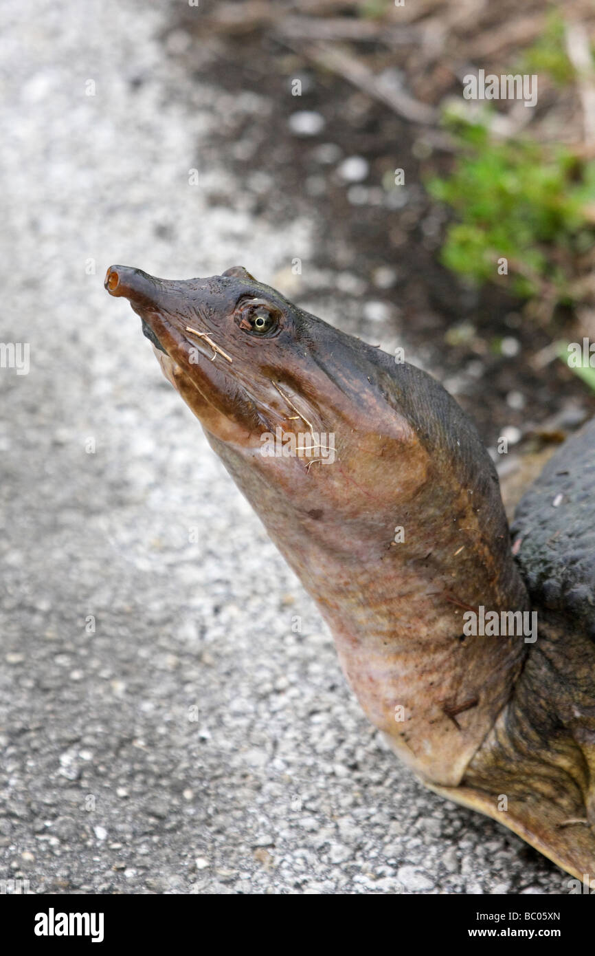 Florida Softshell Turtle closeup Stock Photo - Alamy