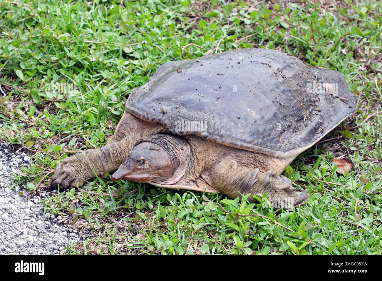 Florida Softshell Turtle Everglades Florida Stock Photo - Alamy