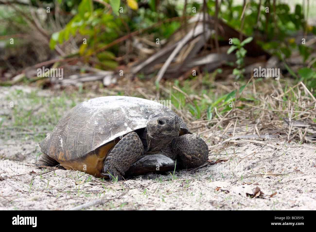 Gopher tortoises hi-res stock photography and images - Alamy