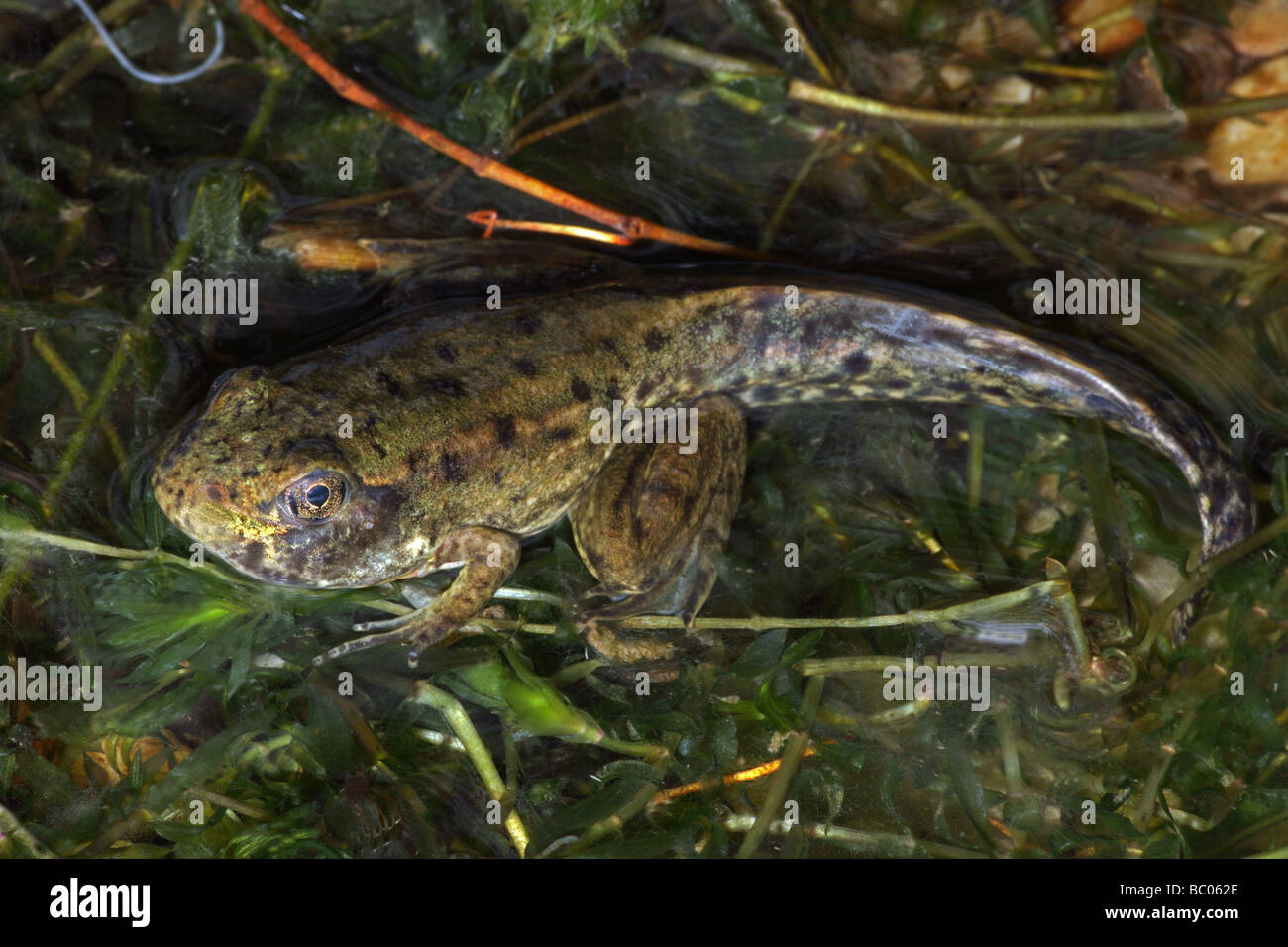 Animal animals blooded cold cold blooded ectotherm ectothermic ...