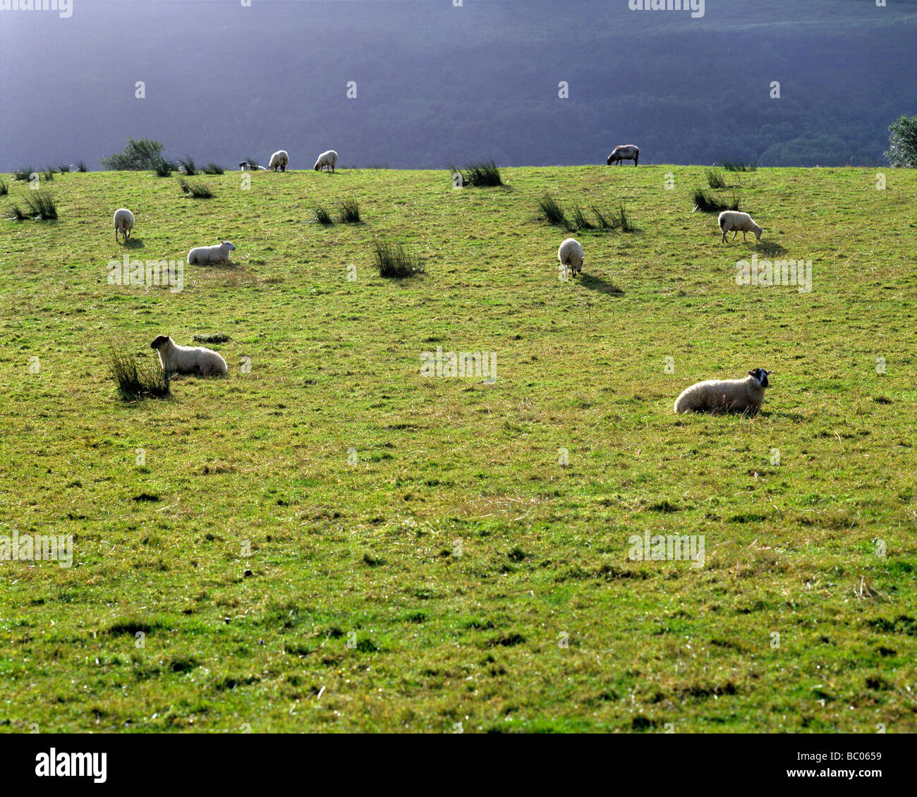 Sheep may safely graze on the green hills of Ballyshannon County ...
