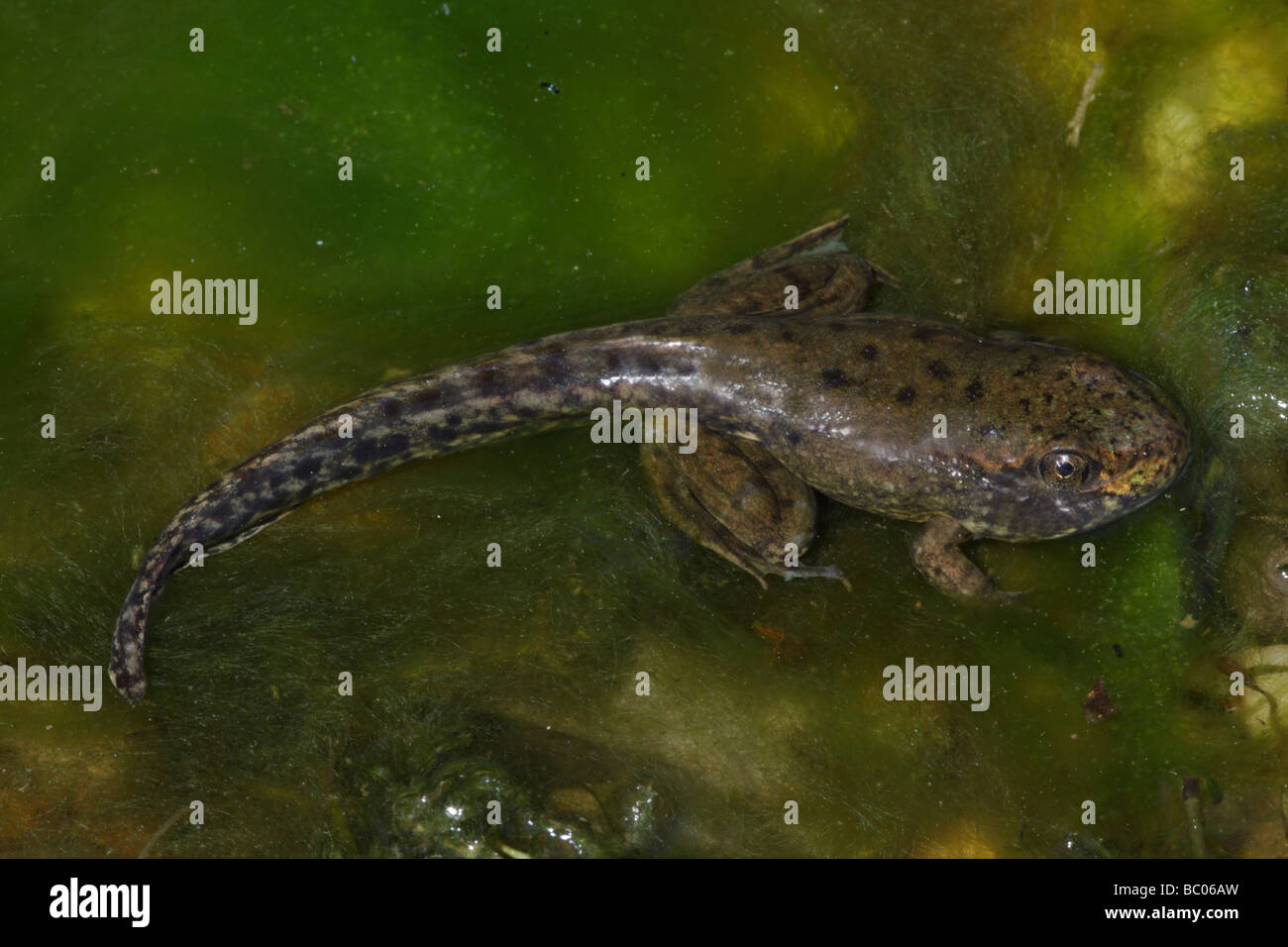 Green Frog [Rana clamitans] Metamorphosing frog showing tadpole tail ...