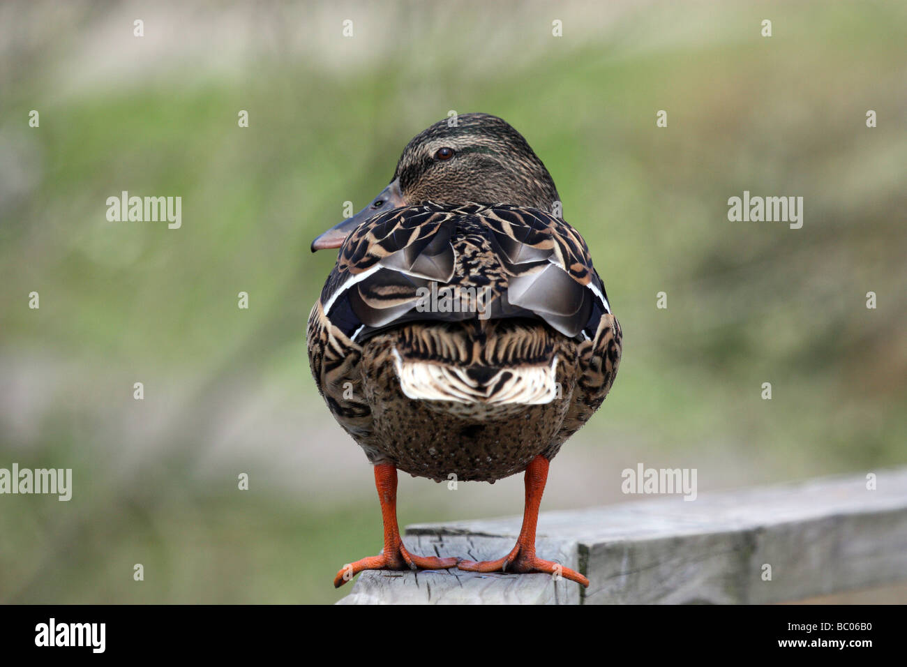 Duck behind fence hi-res stock photography and images - Alamy