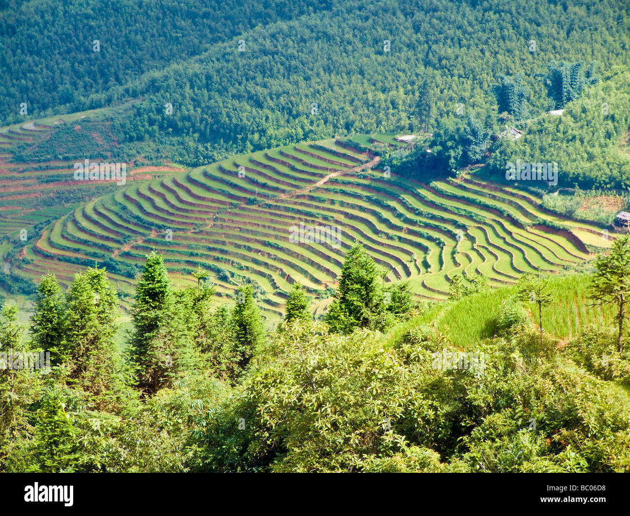 View of terraced rice paddies in Sapa region Vietnam JPH0232 Stock ...