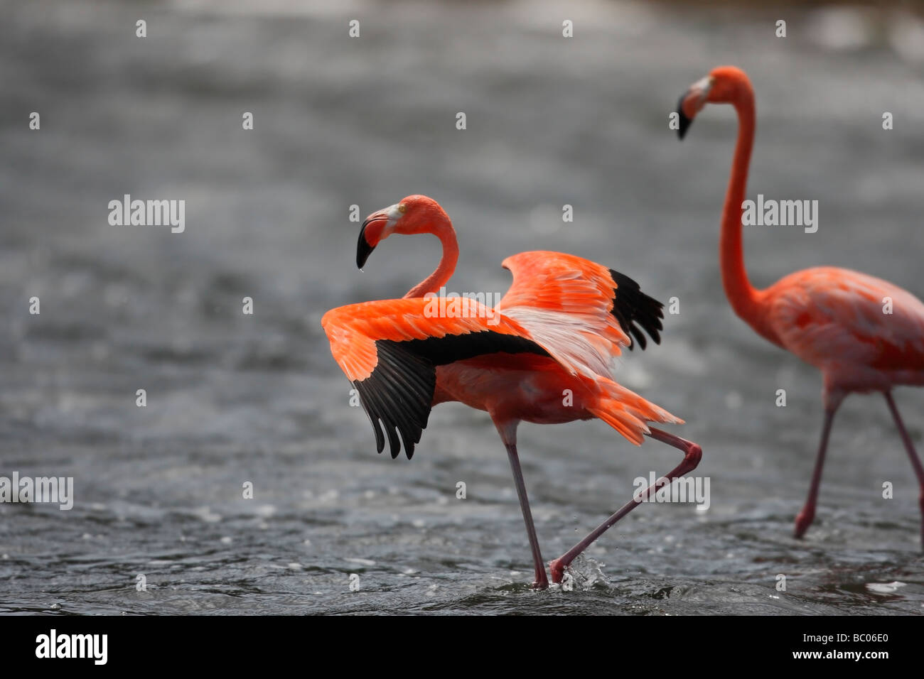 Caribbean Flamingo Phoenicopterus ruber Stock Photo - Alamy