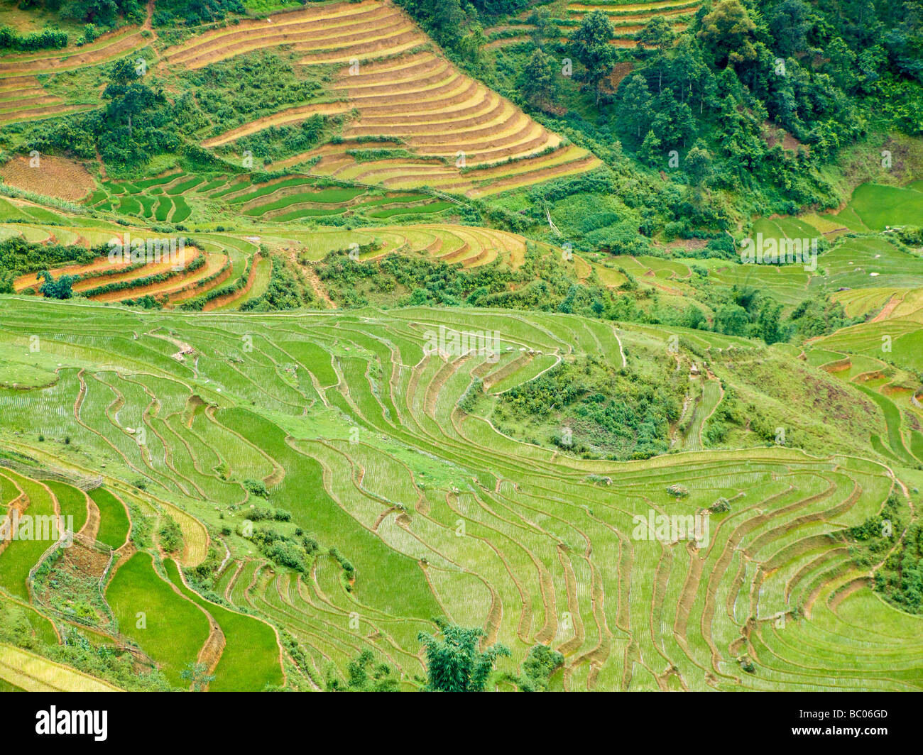 View of terraced rice paddies in Sapa region Vietnam JPH0239 Stock ...