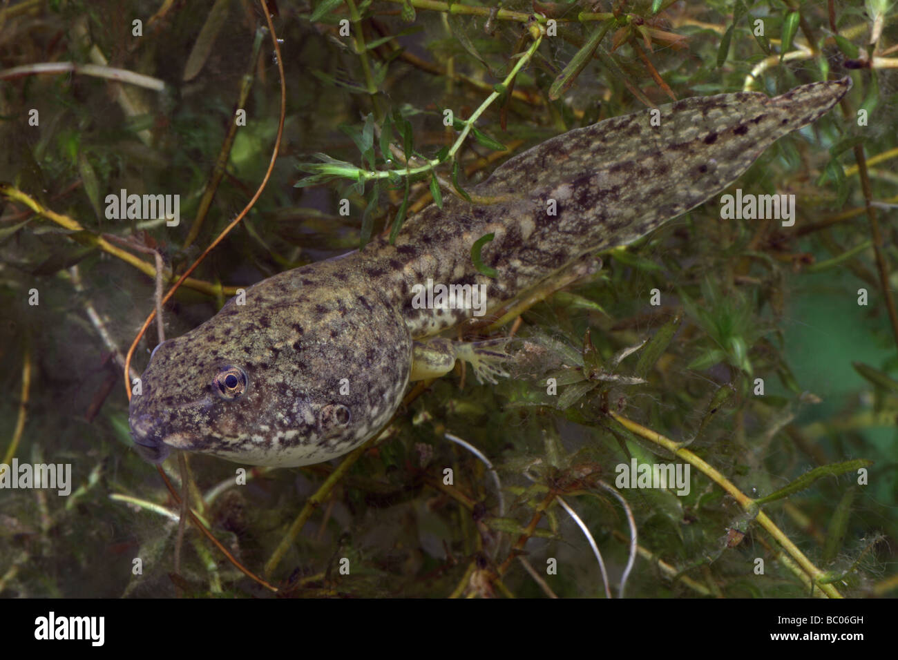 Green Frog Tadpole (Rana clamitans) Intermediate stage tadpole with ...