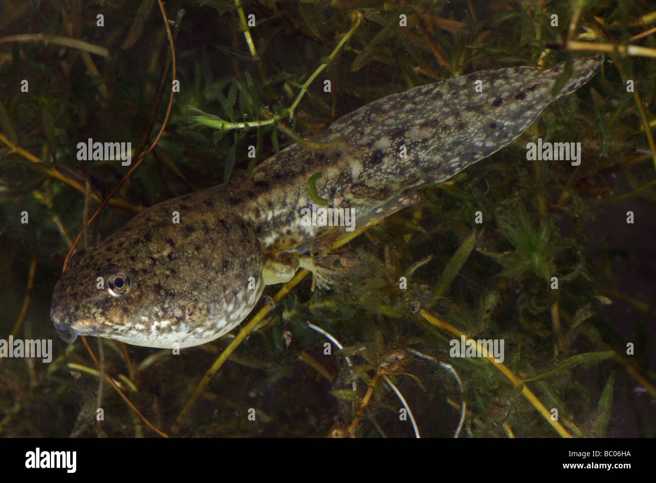 Green Frog Tadpole (Rana clamitans) Intermediate stage tadpole with ...