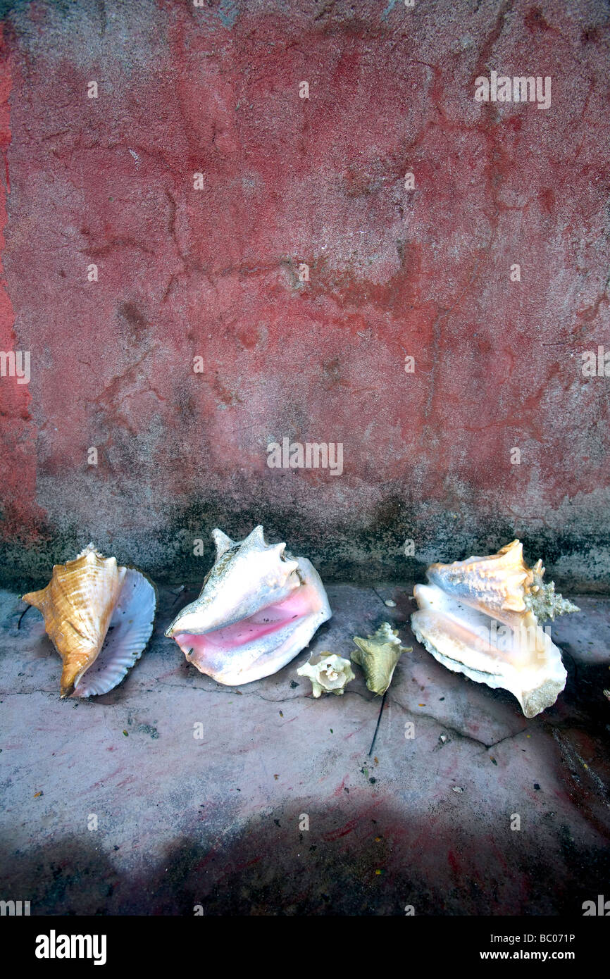 Haiti, Nord, Cap Haitien. Conch Shells, Cormier Plage Stock Photo - Alamy