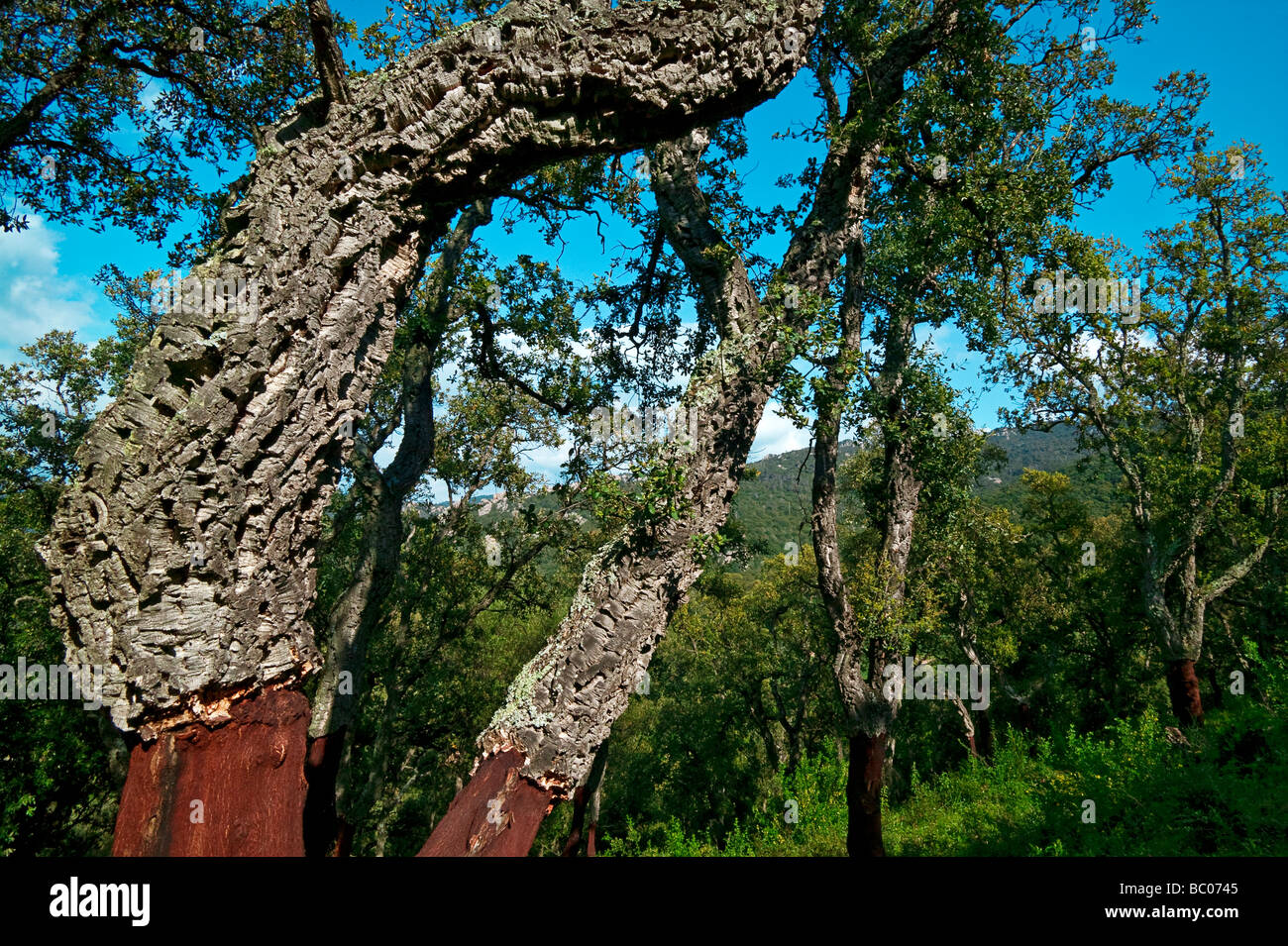 Oak Forest France Stock Photos & Oak Forest France Stock Images - Alamy
