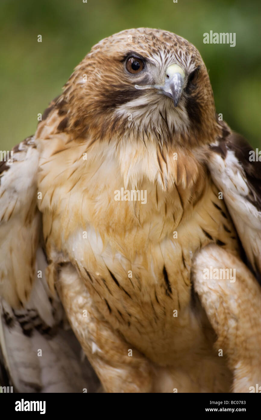 Red-tailed Hawk in Aviary. Great for themes of nature, birds ...