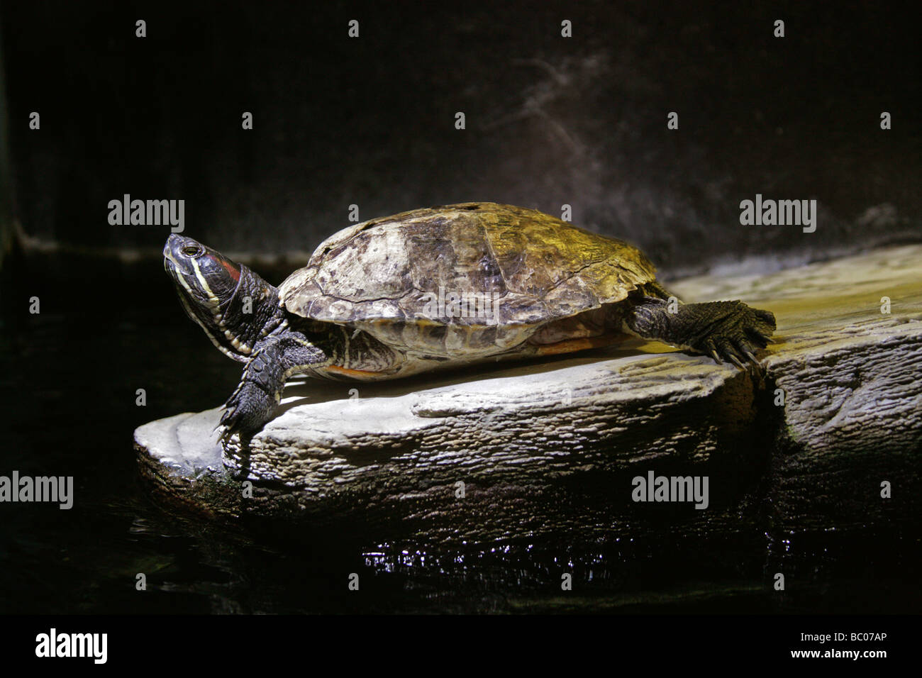 Emydidae High Resolution Stock Photography and Images - Alamy