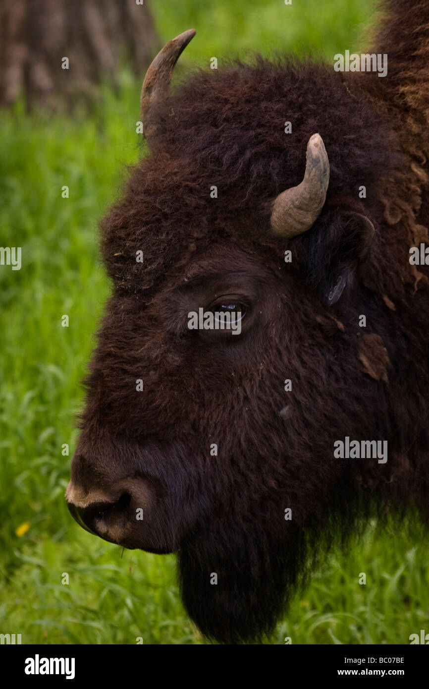 Buffalo head prairie hi-res stock photography and images - Alamy