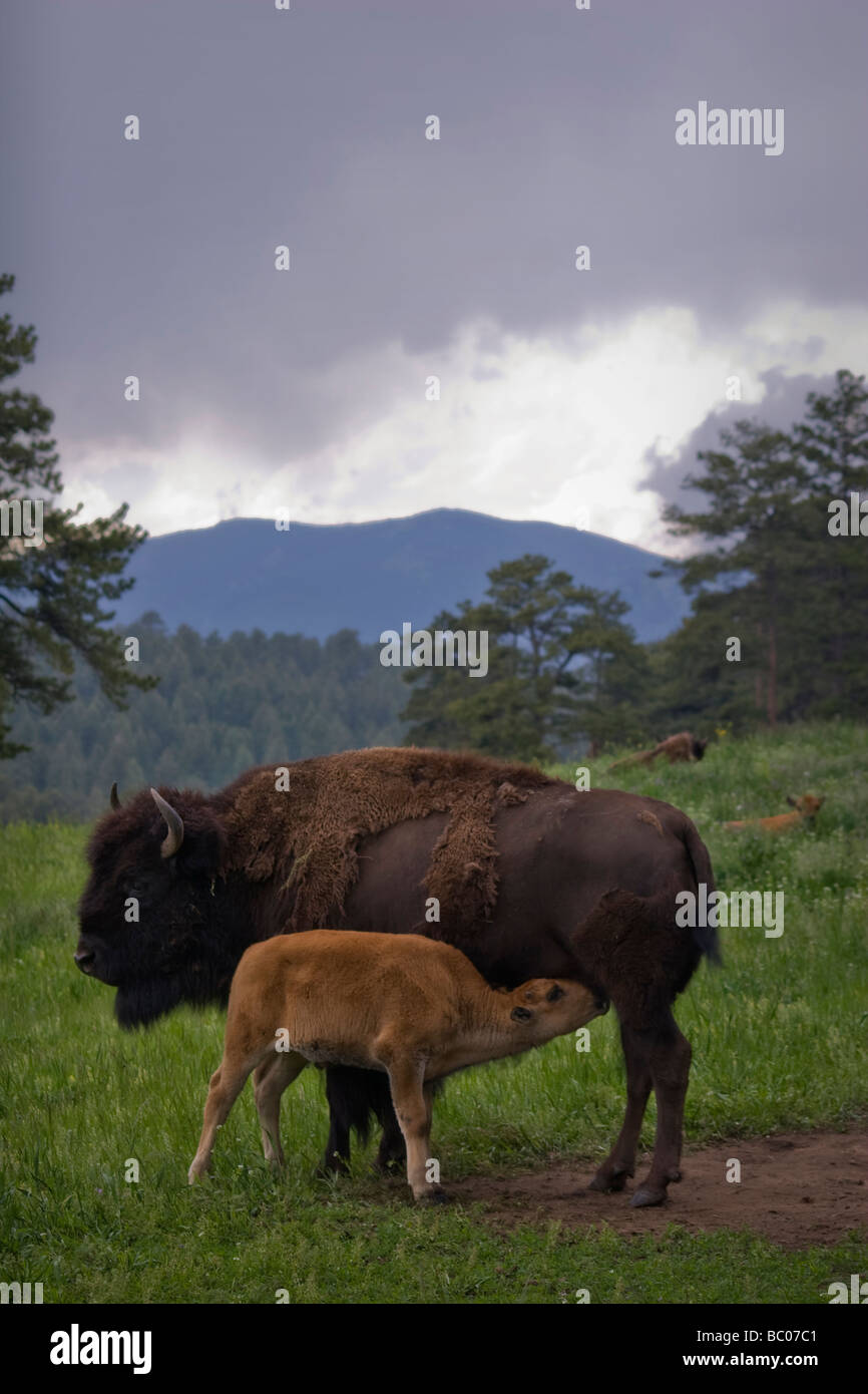 Buffalo spring hi-res stock photography and images - Alamy