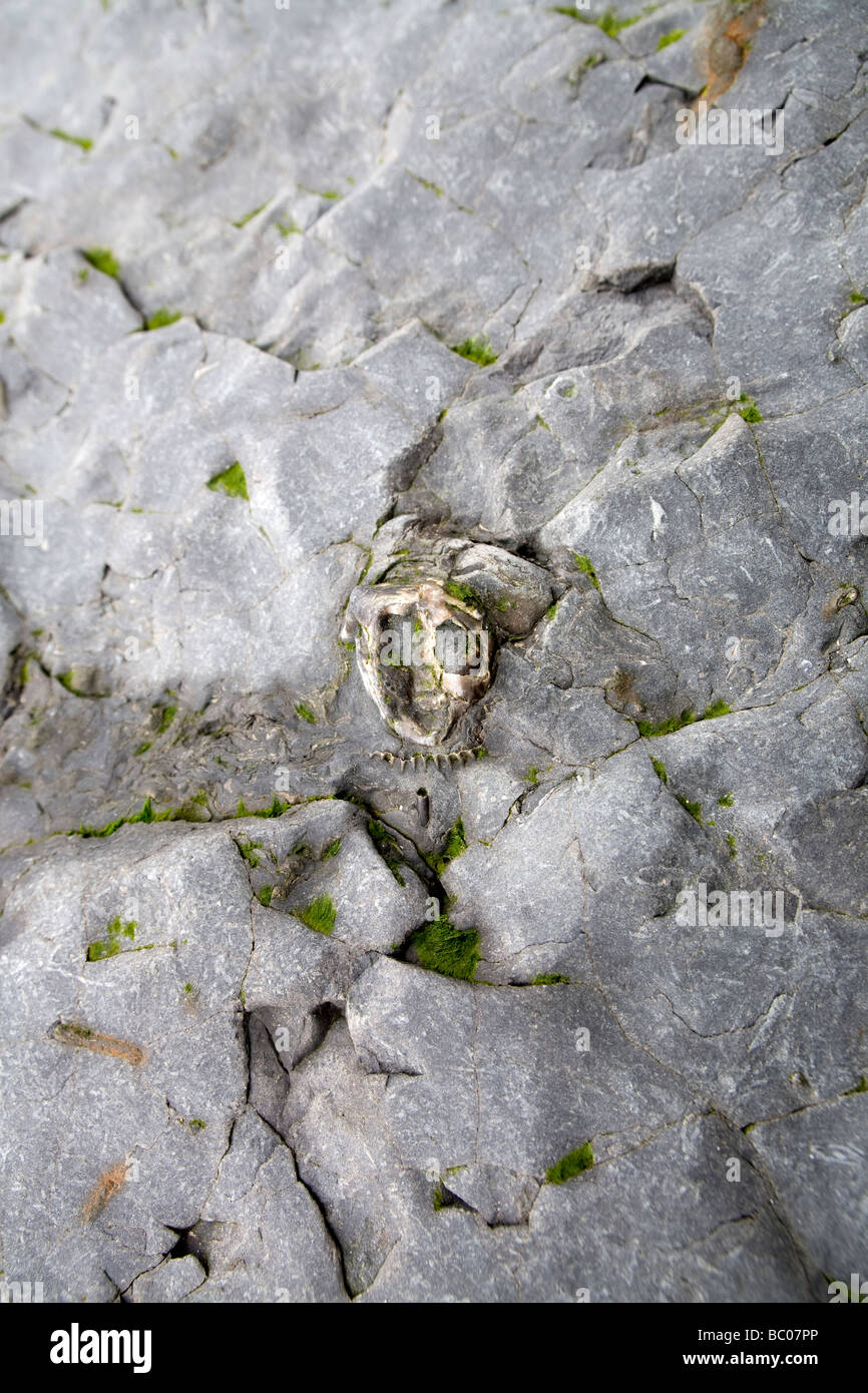 Geology on the North Yorkshire Coast, England Stock Photo - Alamy