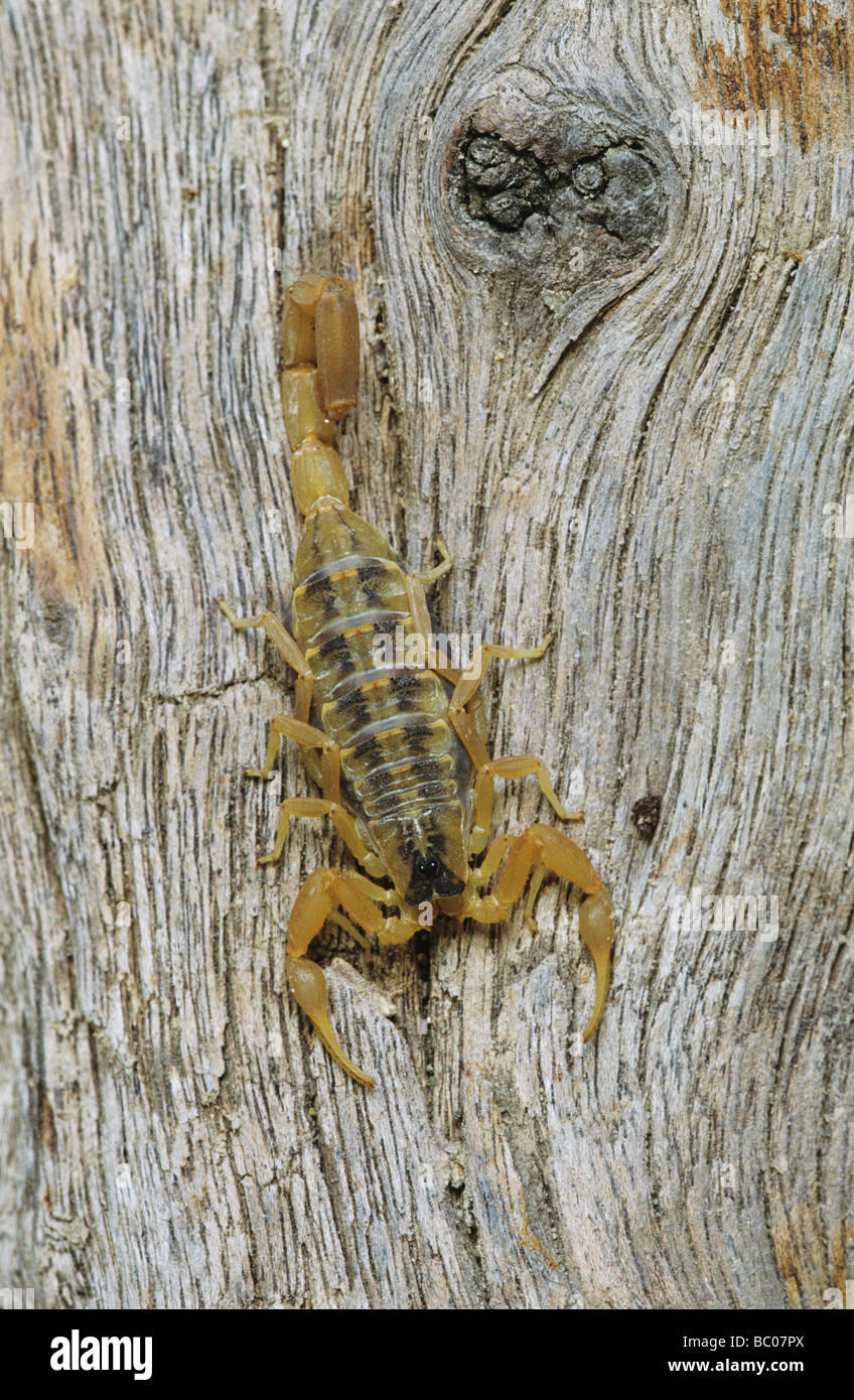 Striped Bark Scorpion Centruroides vittatus adult Starr County Rio ...