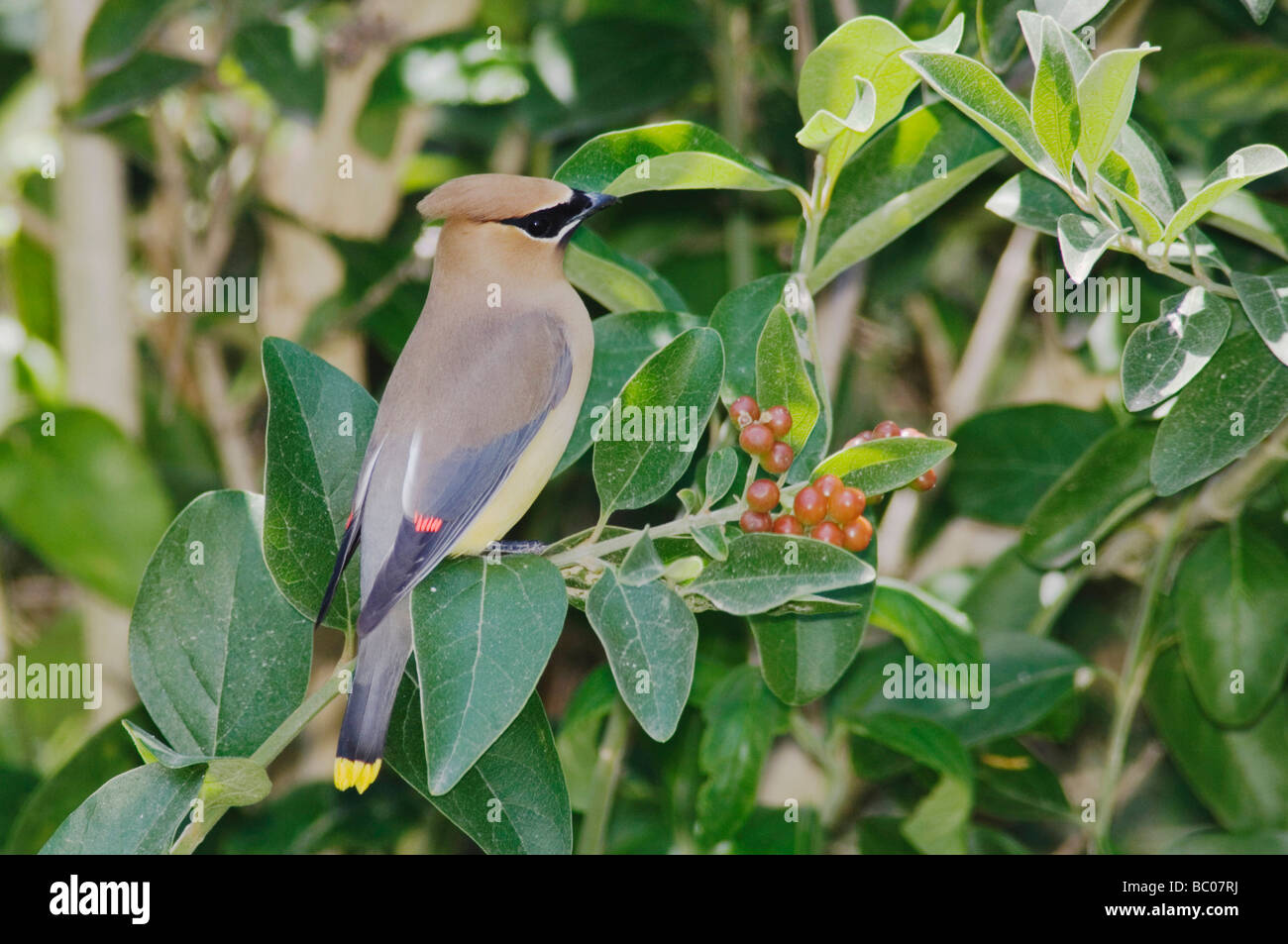 Cedar Waxwing Bombycilla cedrorum adult South Padre Island Texas USA ...