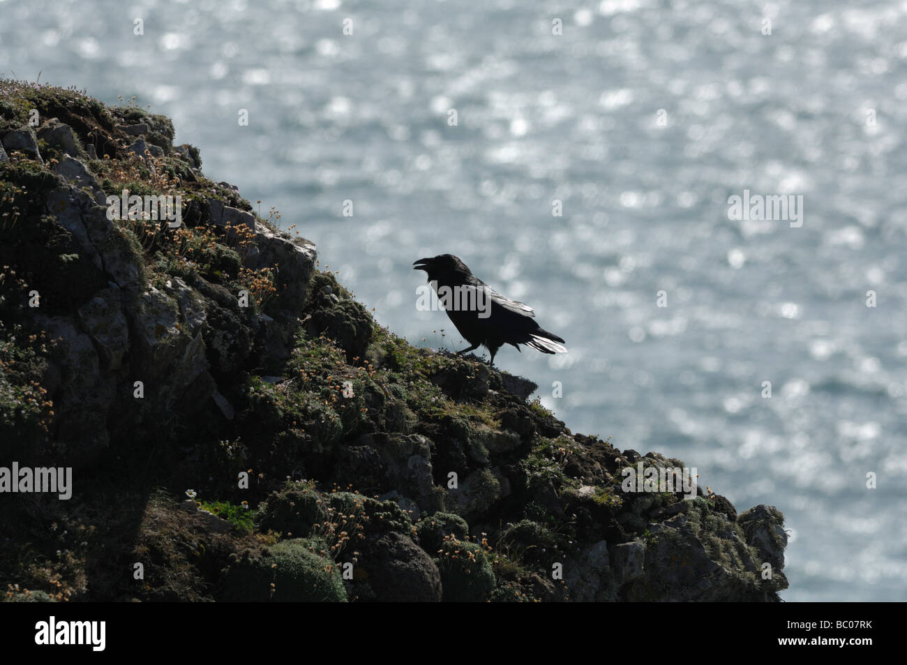 Raven bird uk hi-res stock photography and images - Alamy