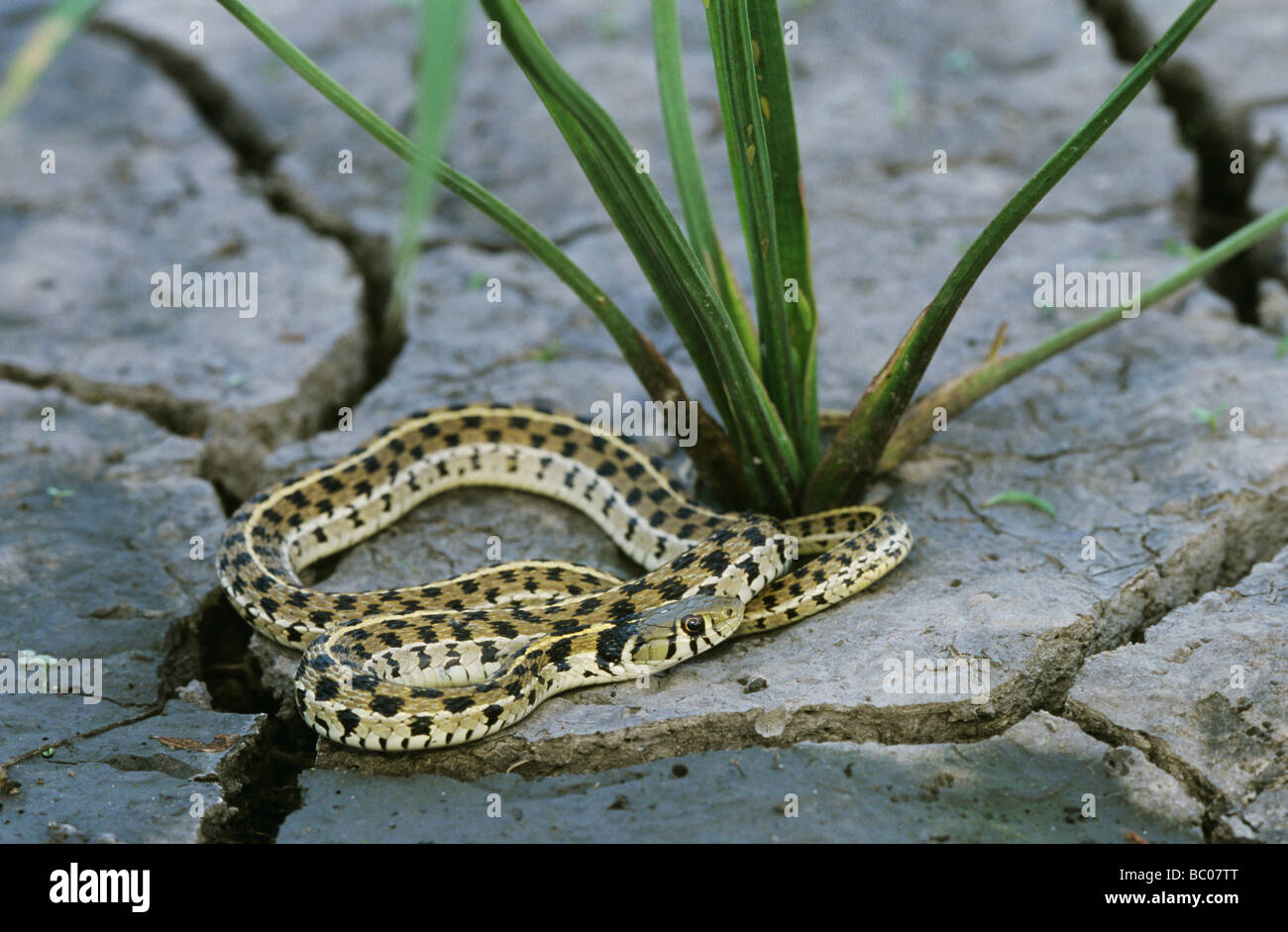 Texas garter snake hi-res stock photography and images - Alamy
