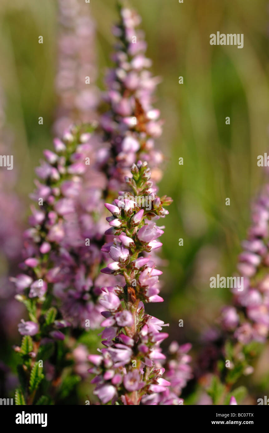 Ling Calluna vulgaris heather Deer Park Marloes Pembrokeshire Wales UK ...