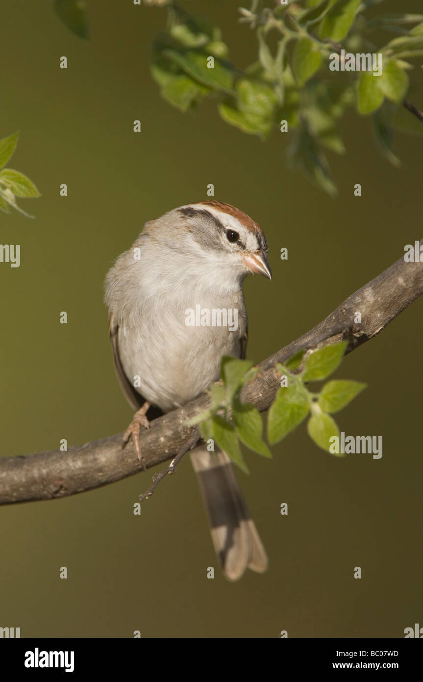 Female Chipping Sparrow High Resolution Stock Photography and Images ...