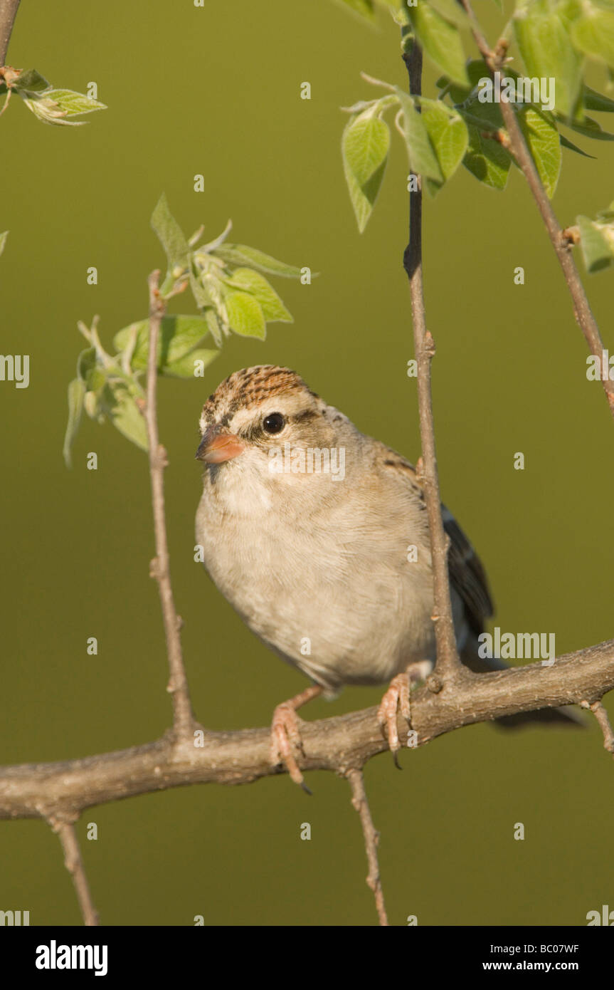 Immature chipping sparrow hi-res stock photography and images - Alamy
