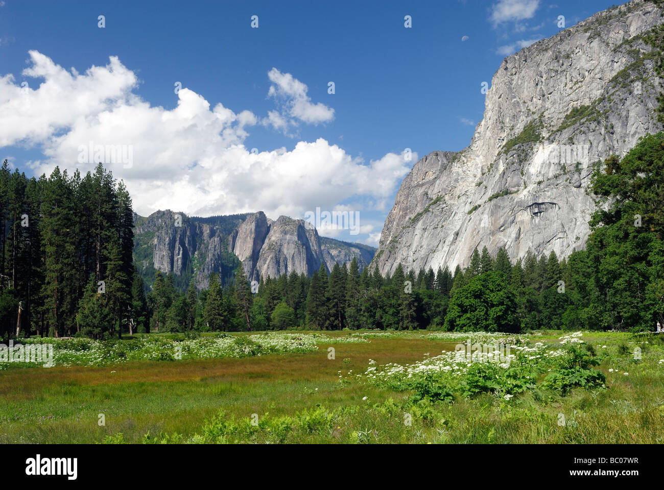 Yosemite wildflowers hi-res stock photography and images - Alamy
