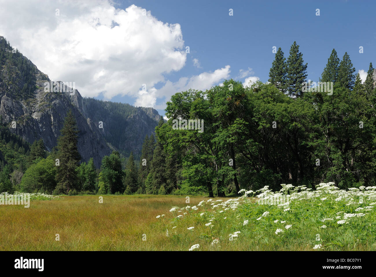 Spring wildflowers in Yosemite Valley Stock Photo - Alamy