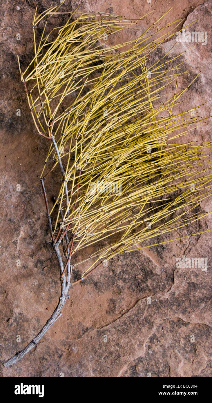 The plant Mormon tea in Grand Gulch Primitive Area in southeastern Utah ...