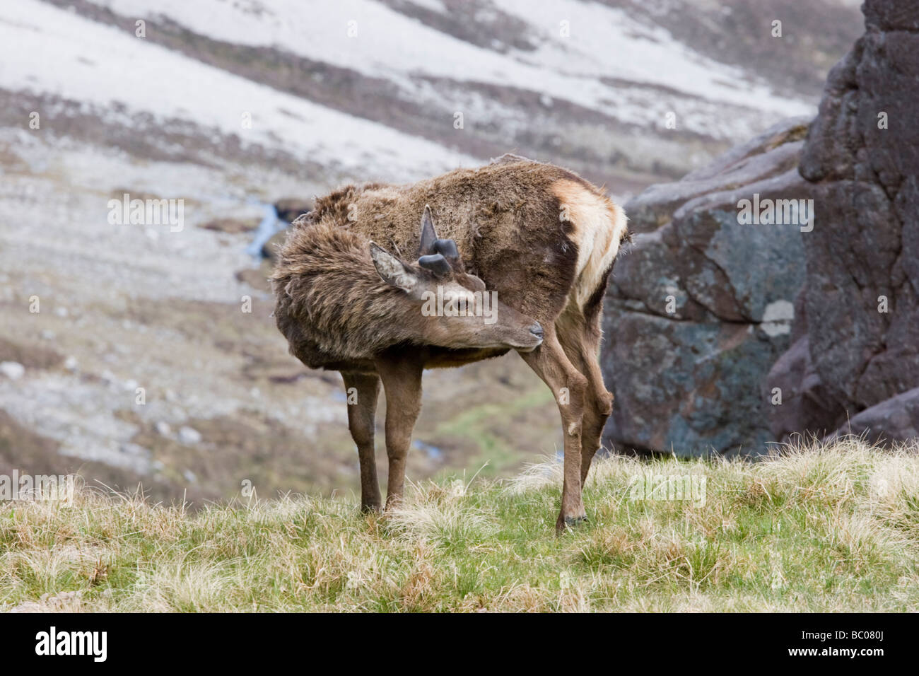Red deer stag re-growing antlers during the summer moult on Ben Eighe ...