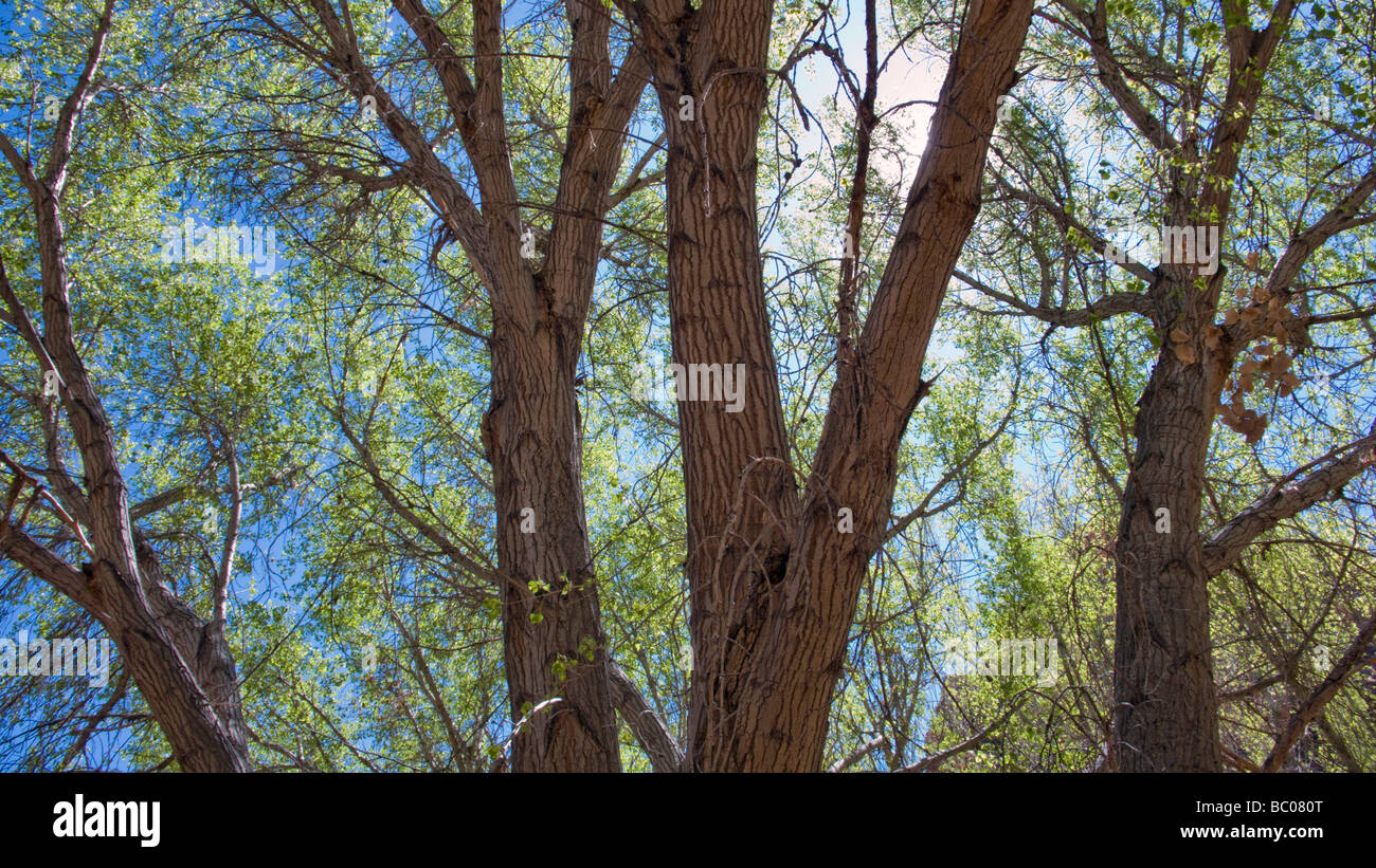 Canyon scenery in Grand Gulch Primitive Area in southeastern Utah Stock ...