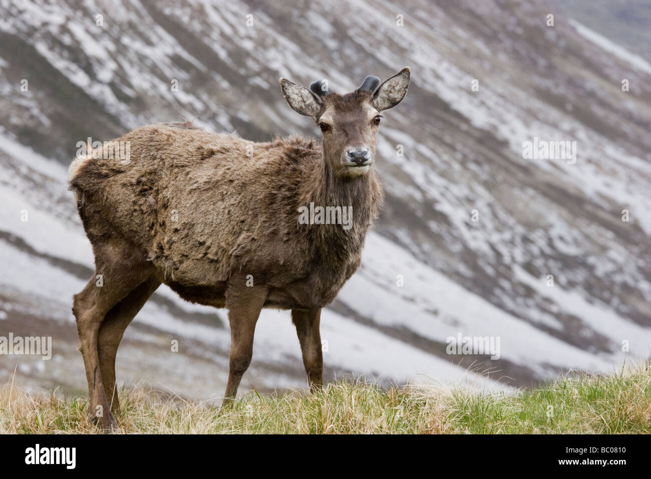 Red deer stag re-growing antlers during the summer moult on Ben Eighe ...