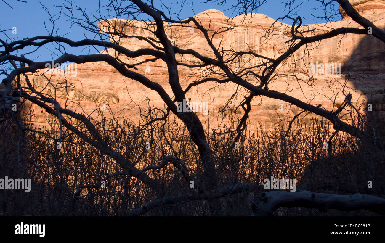Canyon scenery in Grand Gulch Primitive Area in southeastern Utah Stock ...