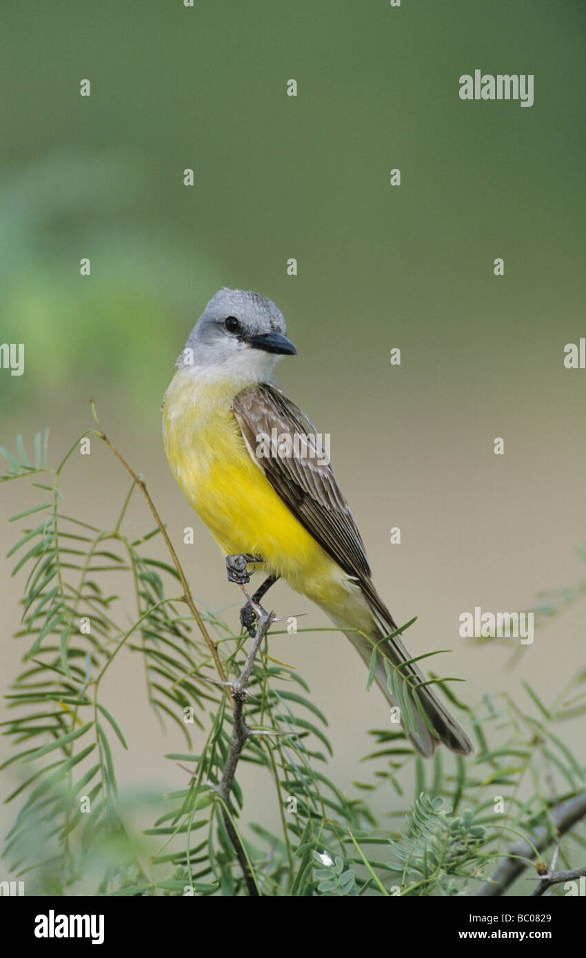 Couch s Kingbird Tyrannus couchii adult Starr County Rio Grande Valley ...